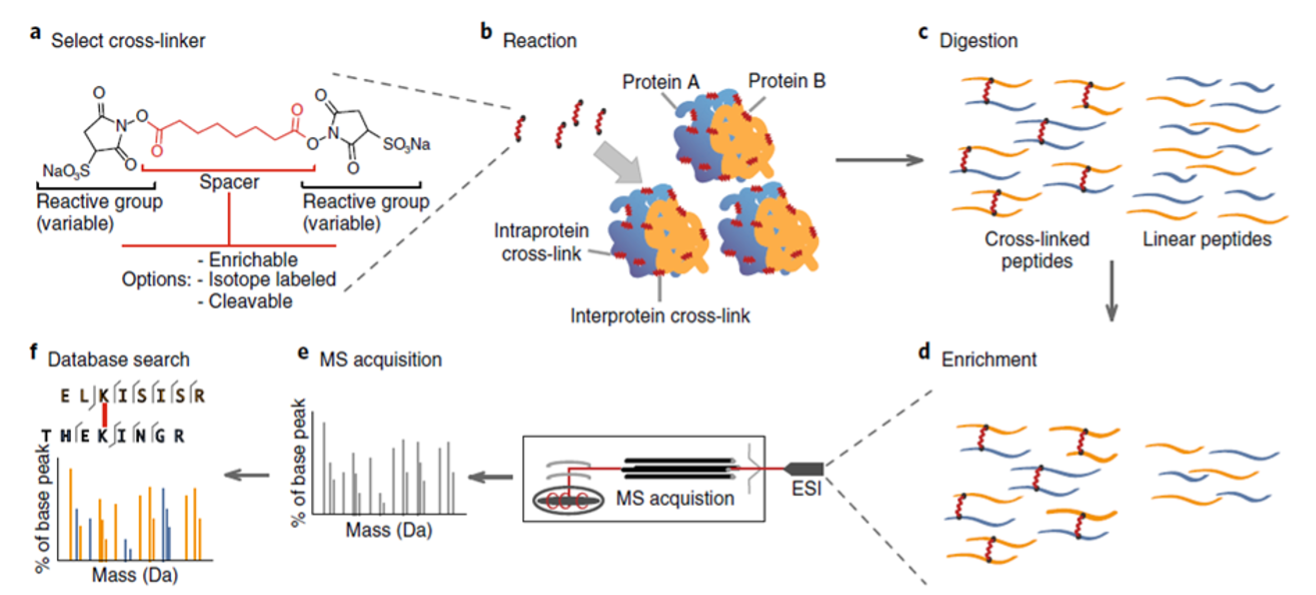 “Cross-Linking Mass Spectrometry: A sneak peak into its world ...